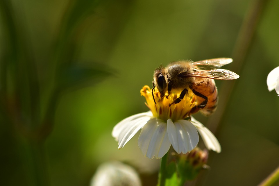 Api e impollinatori: il loro ruolo per la vita degli ecosistemi | Wetipico